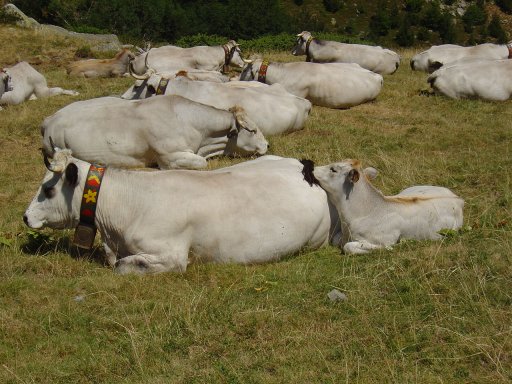 Vaches en Vrac